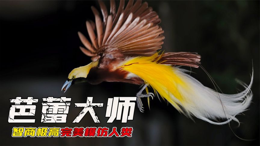 动物界的“芭蕾大师”,高智商可以模仿人类,跳起舞来有模有样