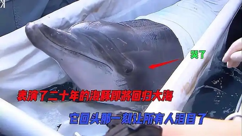 表演了二十年的海豚即将回归大海,它回头那一刻,让所有人泪目了