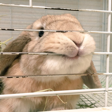 一颗落日 