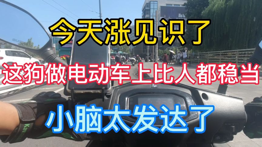 电动车后座载人常见你们见过载狗吗,还能在车流中来回穿梭,厉害
