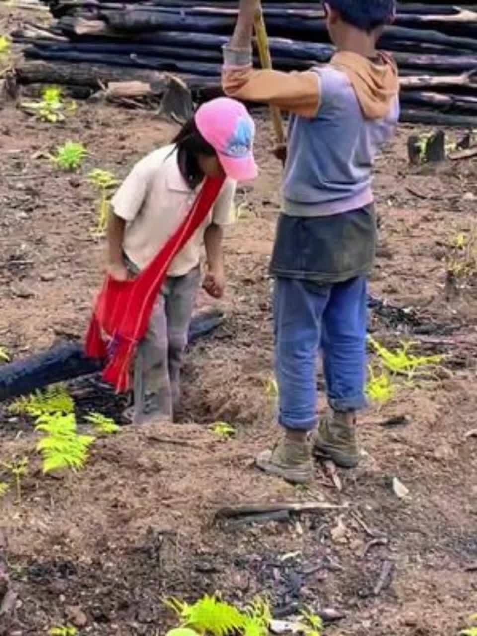 种旱稻#三农 #农村生活