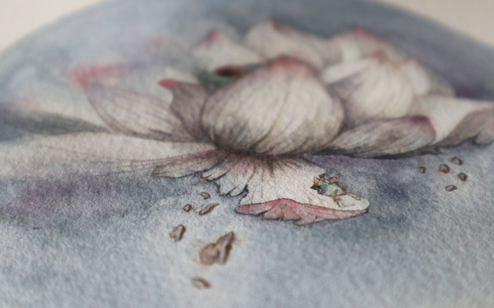 【水彩】莲花(第一次湿画法)