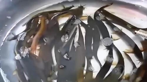 水可导电,把电池放入水里,收获活蹦乱跳的泥鳅