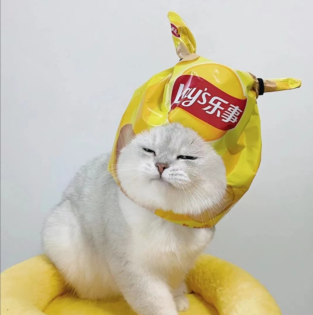 小猫吃瓜一箩筐 