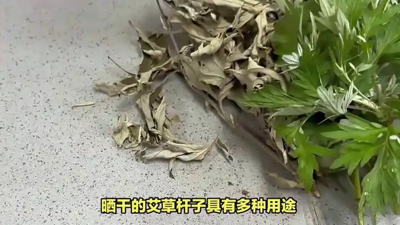 晒干的艾草杆子怎么用?在中医中有哪些具体的药用价值?