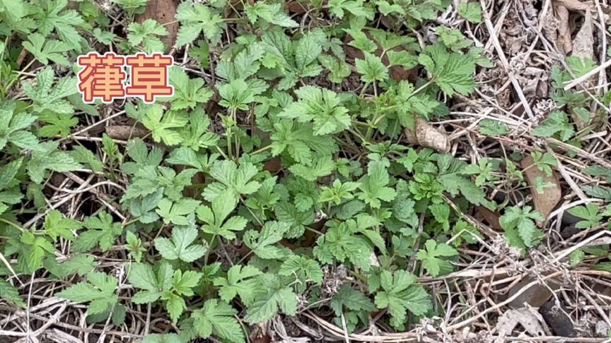 身边的草药(354),葎草,清热解毒利尿通淋的草药