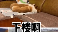 狗:请问你这是什么意思