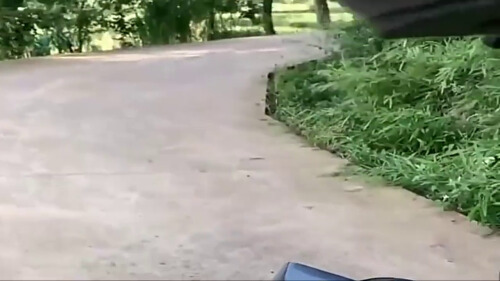 一听到要回家,狗狗这反应憋住别笑!