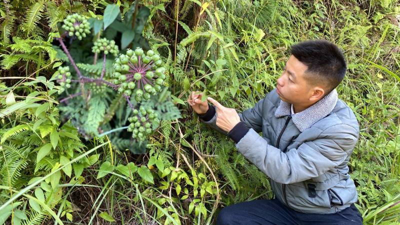 农民都很讨厌的“长刺楤木”,没想到它的作用这么大,你知道吗?