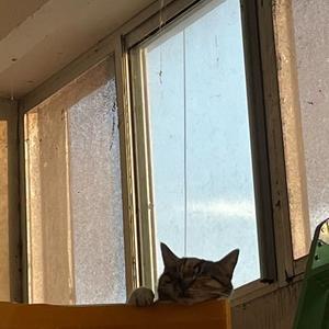 蛋仔派对小小羊