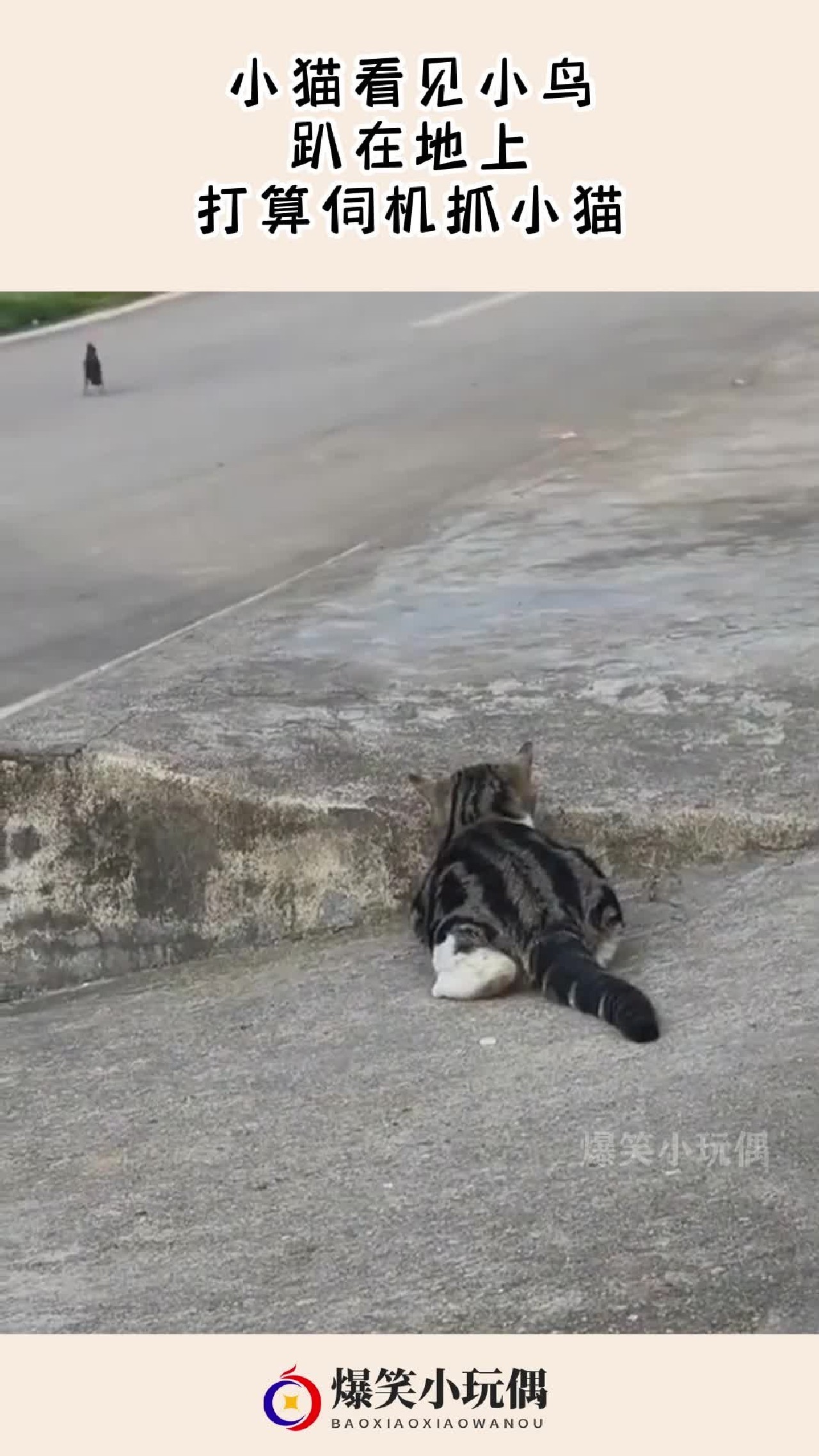 小猫看见小鸟,趴在地上,打算伺机抓小猫