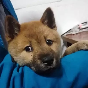 阿黄和螃蟹 