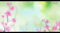 春光明媚 桃花开放 梦幻舞台高清动态背景视频素材