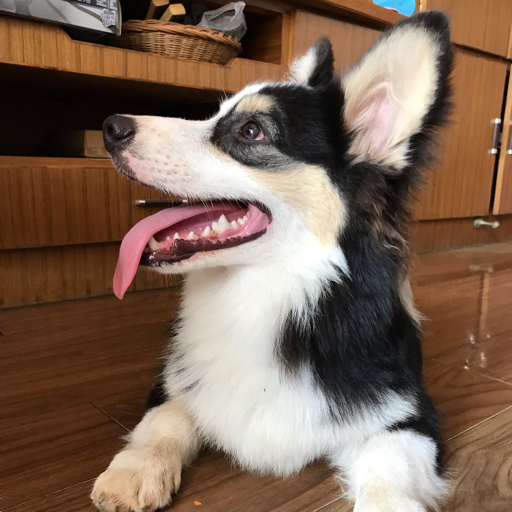 狗哥哥Ggg 