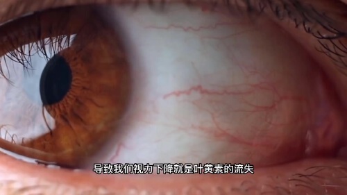 喜欢洗澡玩手机,蹲坑看手机的人,应该注意叶黄素的补充护眼