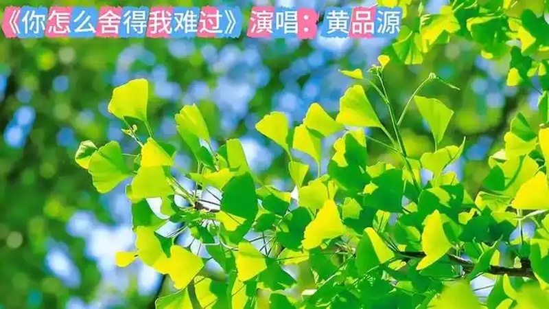 好听的歌曲《你怎么舍得我难过》