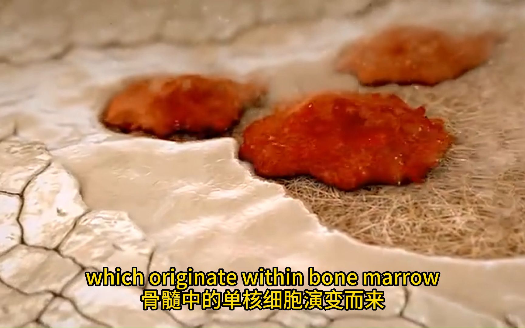 成骨细胞和破骨细胞(中英文字幕版)