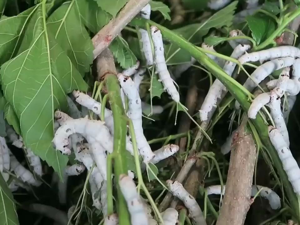 【工】养殖上百万条蚕是怎样一种体验?养蚕制丝