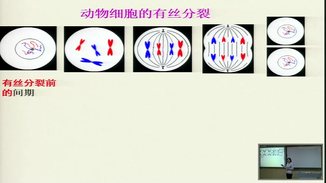 高一生物 必修2第2章第1节减数分裂和受精作用