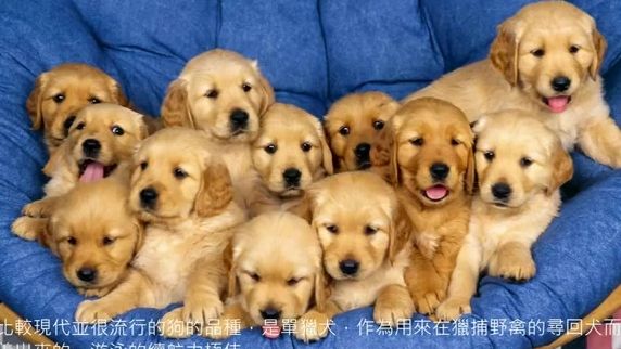 【汪星人】世界十大最受欢迎宠物狗排名