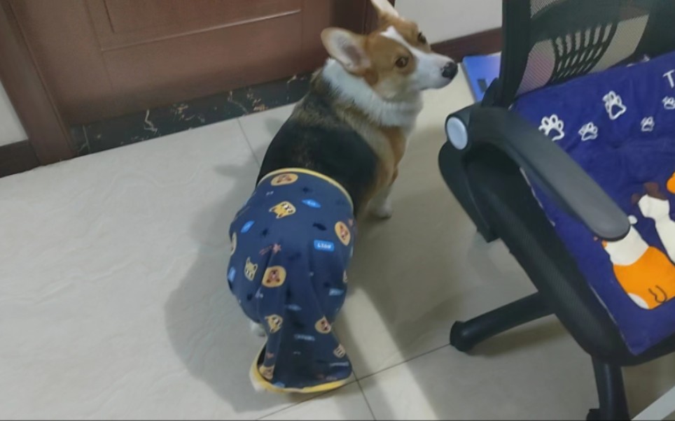 谁说我们修狗不会打呼噜的