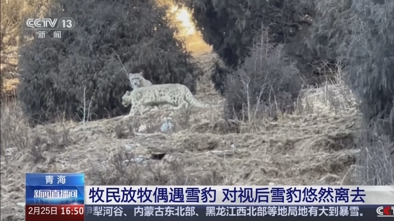 [新闻直播间]青海 牧民放牧偶遇雪豹 对视后雪豹悠然离去
