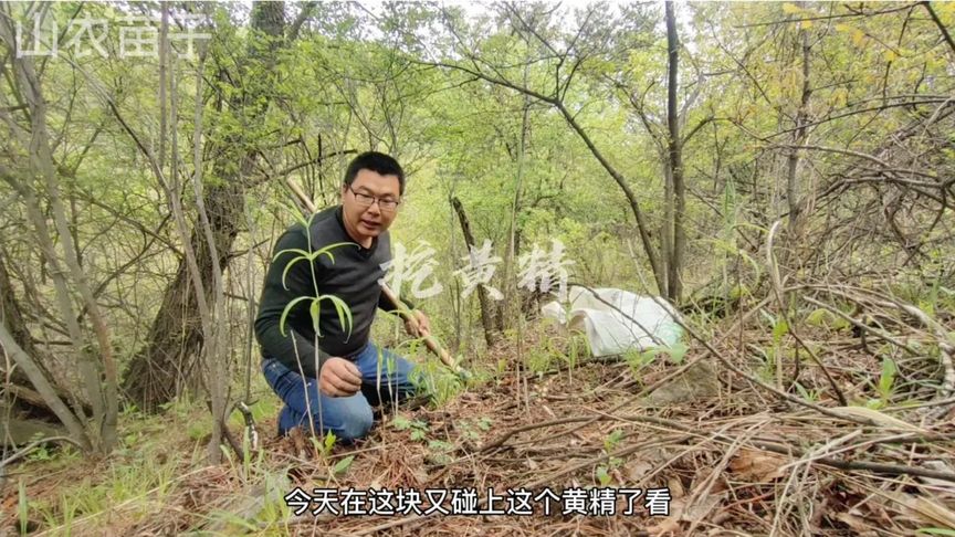 今天挖中药材,又碰到了黄精,这个黄精功效可真是不一般啊!