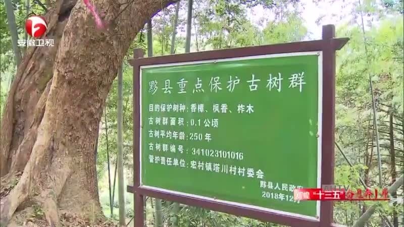 安徽:管山治林用绿 林长制实现"林长治"