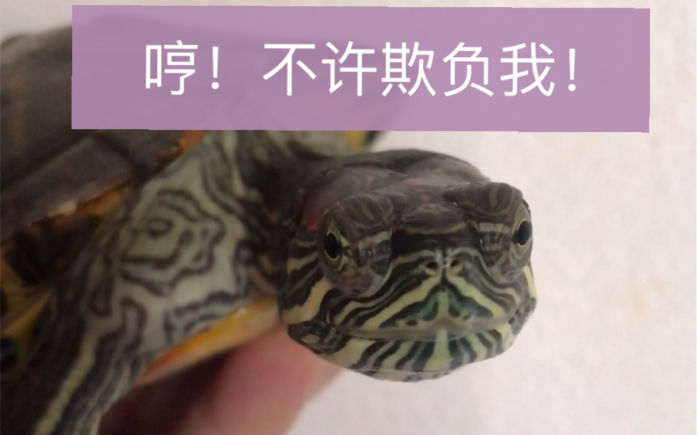 【龟 小 弟 咬 人 啦!曝光它的丑闻后,它不服气,一言不合之下我俩干了...