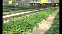 蔬菜无土优质丰产栽培实用技术 整形修剪 蔬菜无土花果管理及