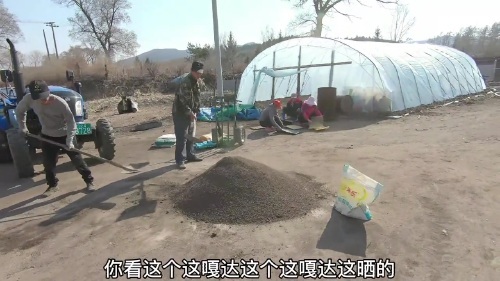 延边大米的生长过程-吸金苗!邻里邻居之间互帮互助的场景真热闹