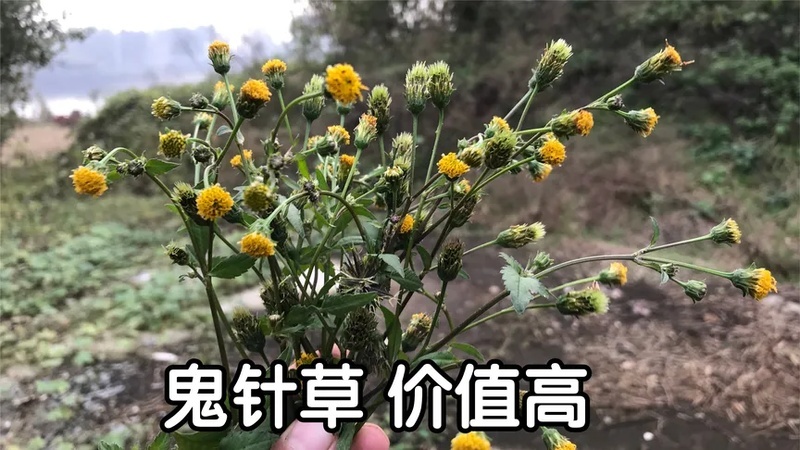 鬼针草,名字很可怕,民间却有妙用,拿来煮水喝作用厉害了
