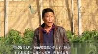 番茄病毒病:发病症状、识别要点、发生规律及防治方法【付老师种植...
