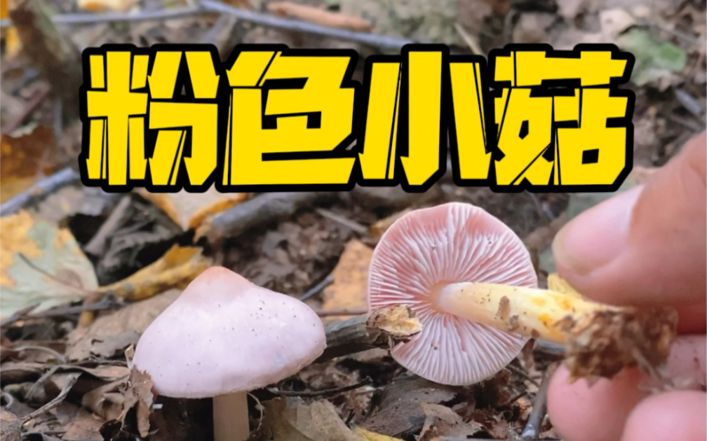 颜色小清新的有毒蘑菇:粉色小菇