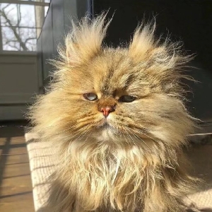 起床困难拖延懒癌晚期 