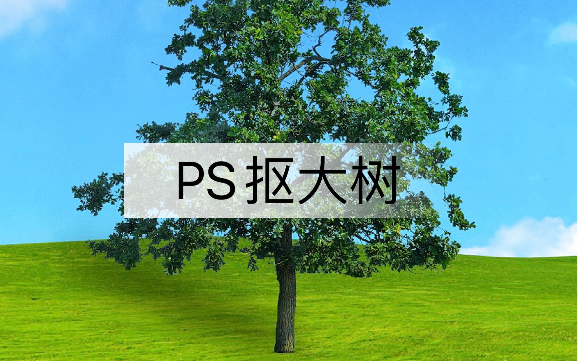 ps抠大树,20秒搞定!