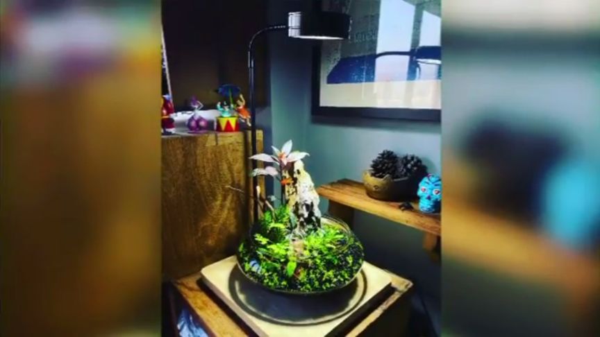 松皮石水石盆景制作流程#水陆缸水草缸造景#