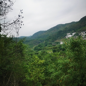 飞鸿天空 