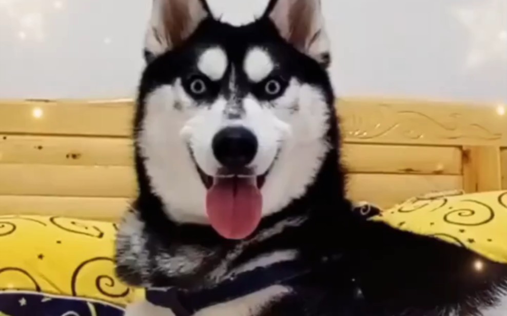 被大家喜欢了那么久 还没好好介绍自己 我叫巧克力 一起玩耍吧