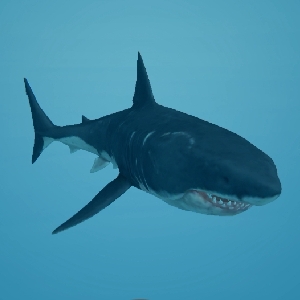 一只GreatWhite 