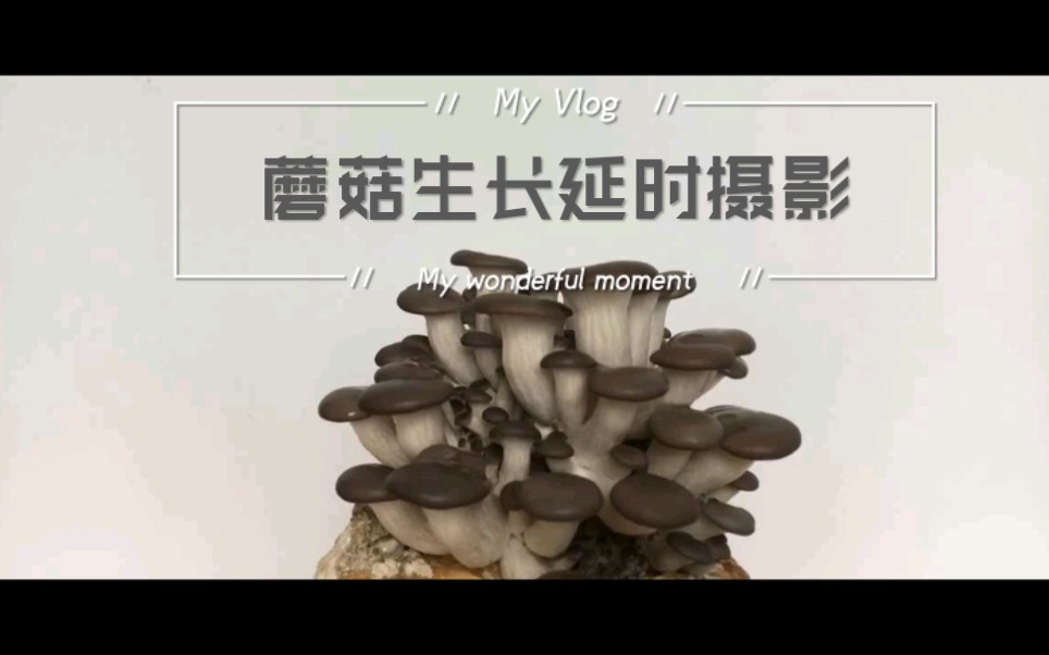 耗时72小时,共计4300多张照片,记录下平菇生长的三天