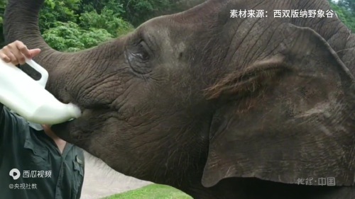 大象便便大揭秘宝藏里的秘密!