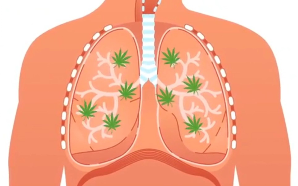 【3D动画】人身体结构人体器官健康知识