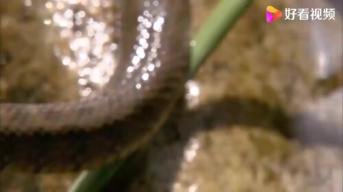 水蛇是典型的水陆两栖爬行动物,它们大部分猎物都来自水域