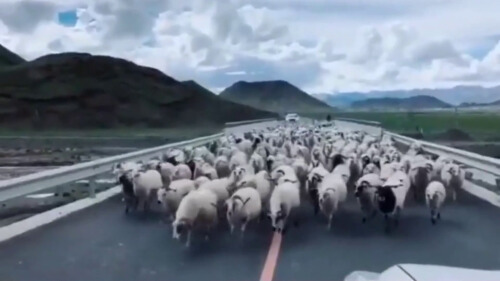 山区公路上遇到的羊群,我叫的时候它们还跟着回应,网友:有礼貌