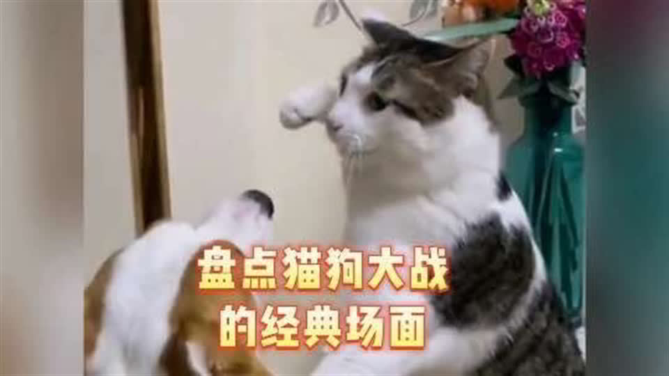 盘点猫狗大战的经典场面猫狗大战狗狗狗狗打架猫狗打架