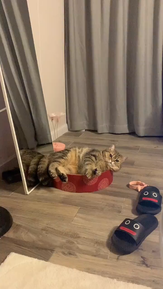 谁能拒绝一只撒娇的小猫咪呢?