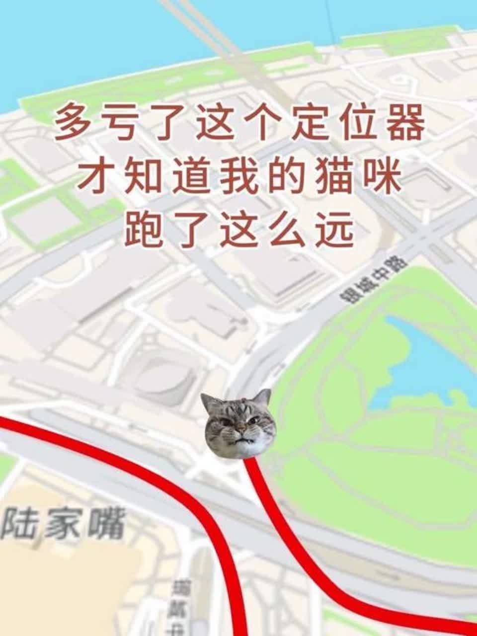 宠物定位器选哪种? 带可以查询轨迹的#喵桃花 #猫咪日常 #足迹