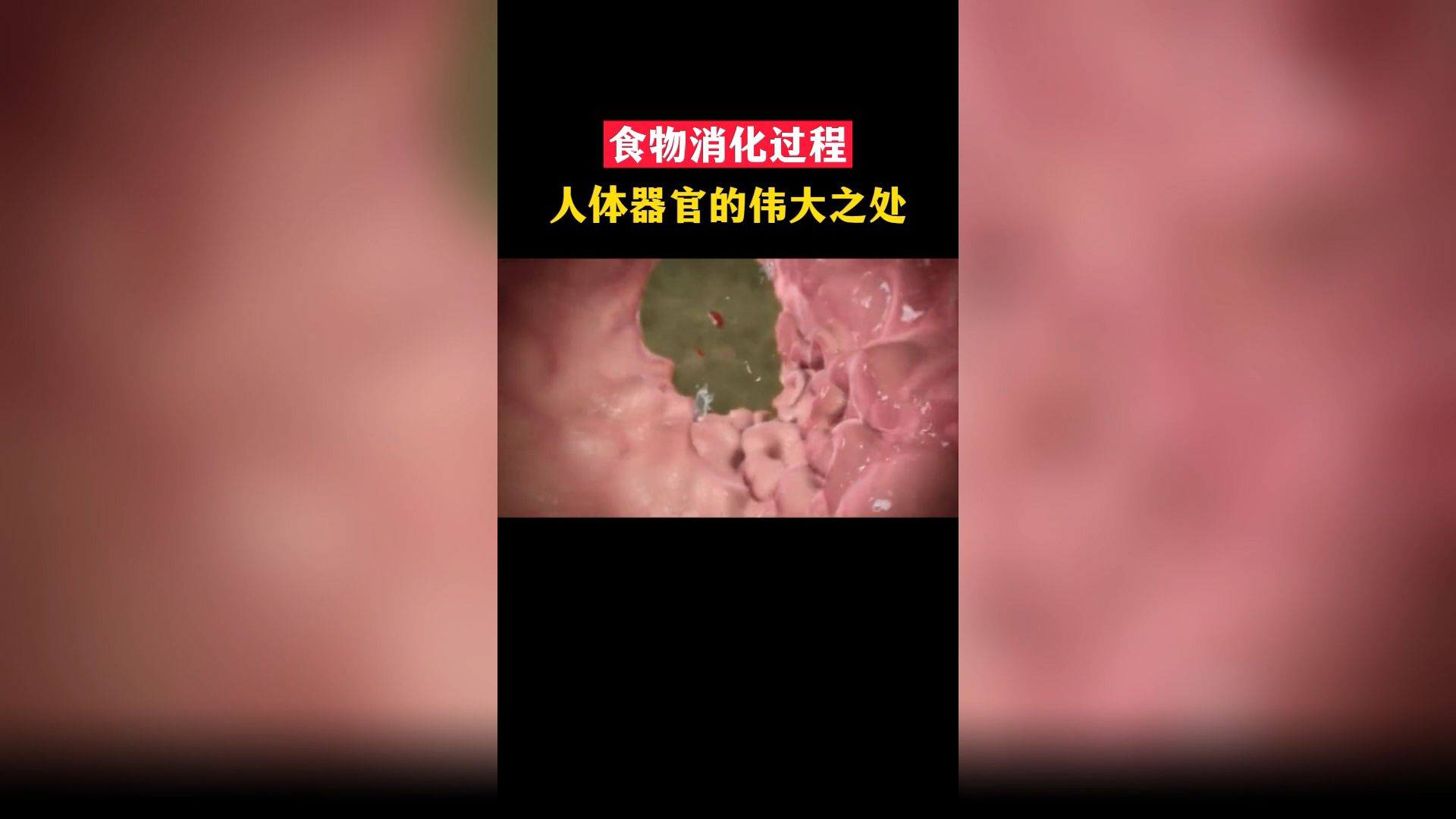 食物的消化过程,人体器官的伟大之处