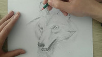 第七期:今天给大家画一匹素描的狼,狼是非常高傲的动物,所以最重要的...